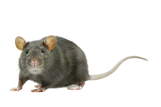 Rágcsálóirtás | Növényvédő és Kártevőirtó Kft.