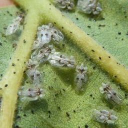 Díszfák és dísznövények permetezése | Növényvédő és Kártevőirtó Kft.